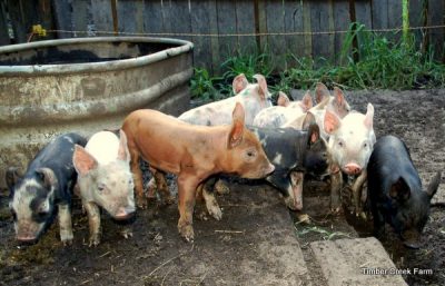 Important Piglet Care Facts to Know - Countryside